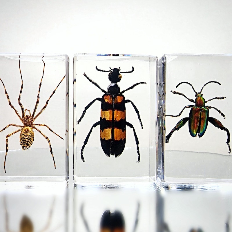 Insect Collection - Etsy