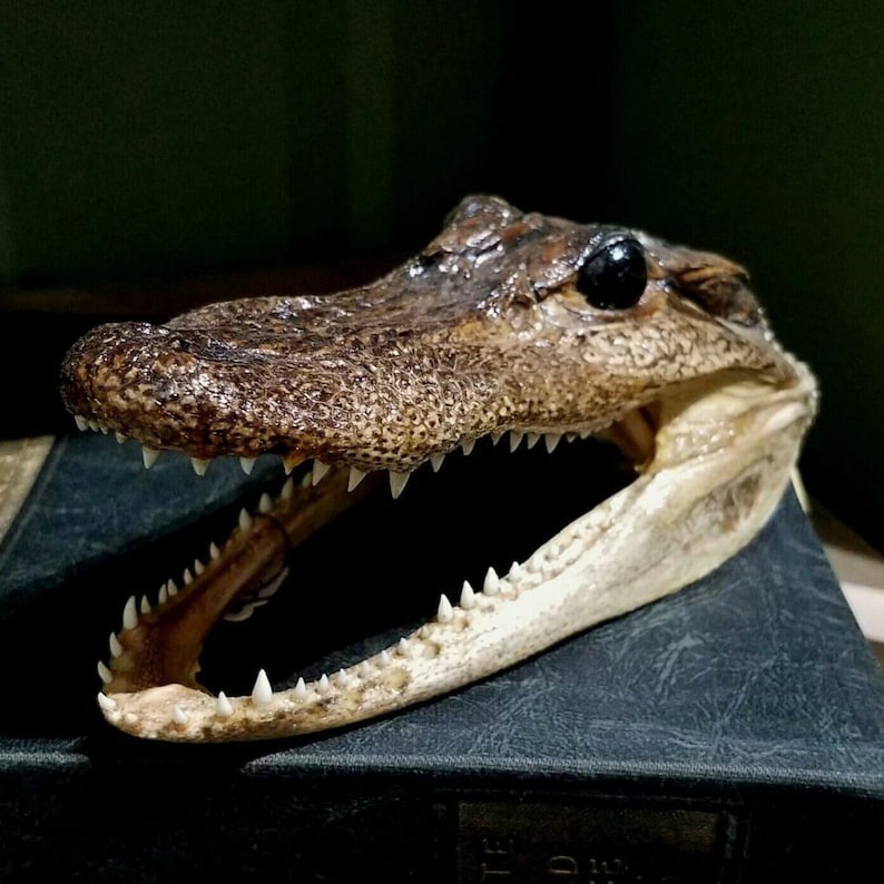 Small Taxidermy Alligator Head, Real Gator Head, Oddities, Curiosities ...