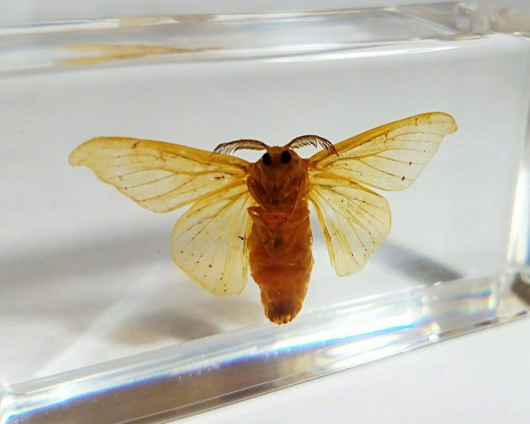 Silkmorm Moth in Resin, Silk Moth, Insects in Resin, Bombyx Mori - Etsy