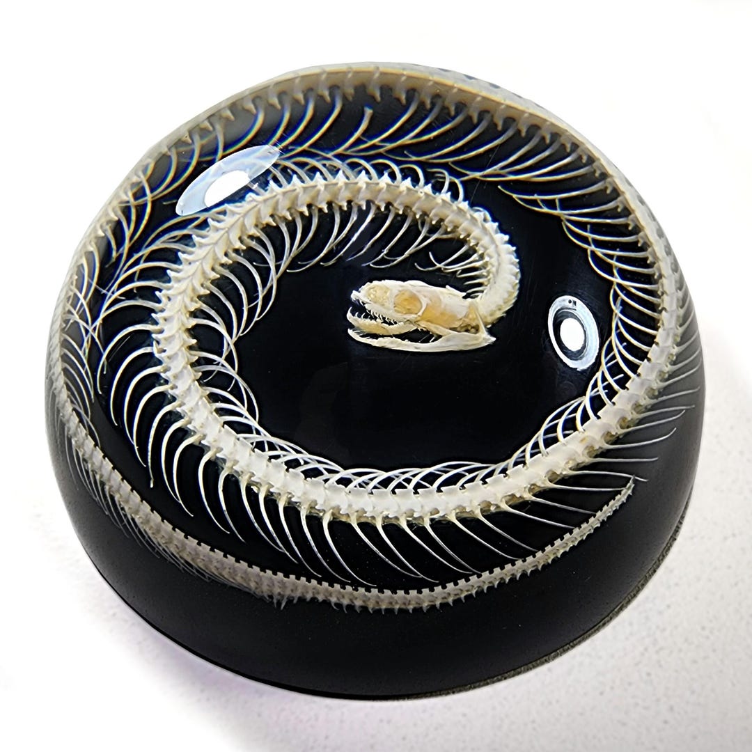Snake Skeleton in Resin Dome, Oddities Decor, Curiosities - Etsy