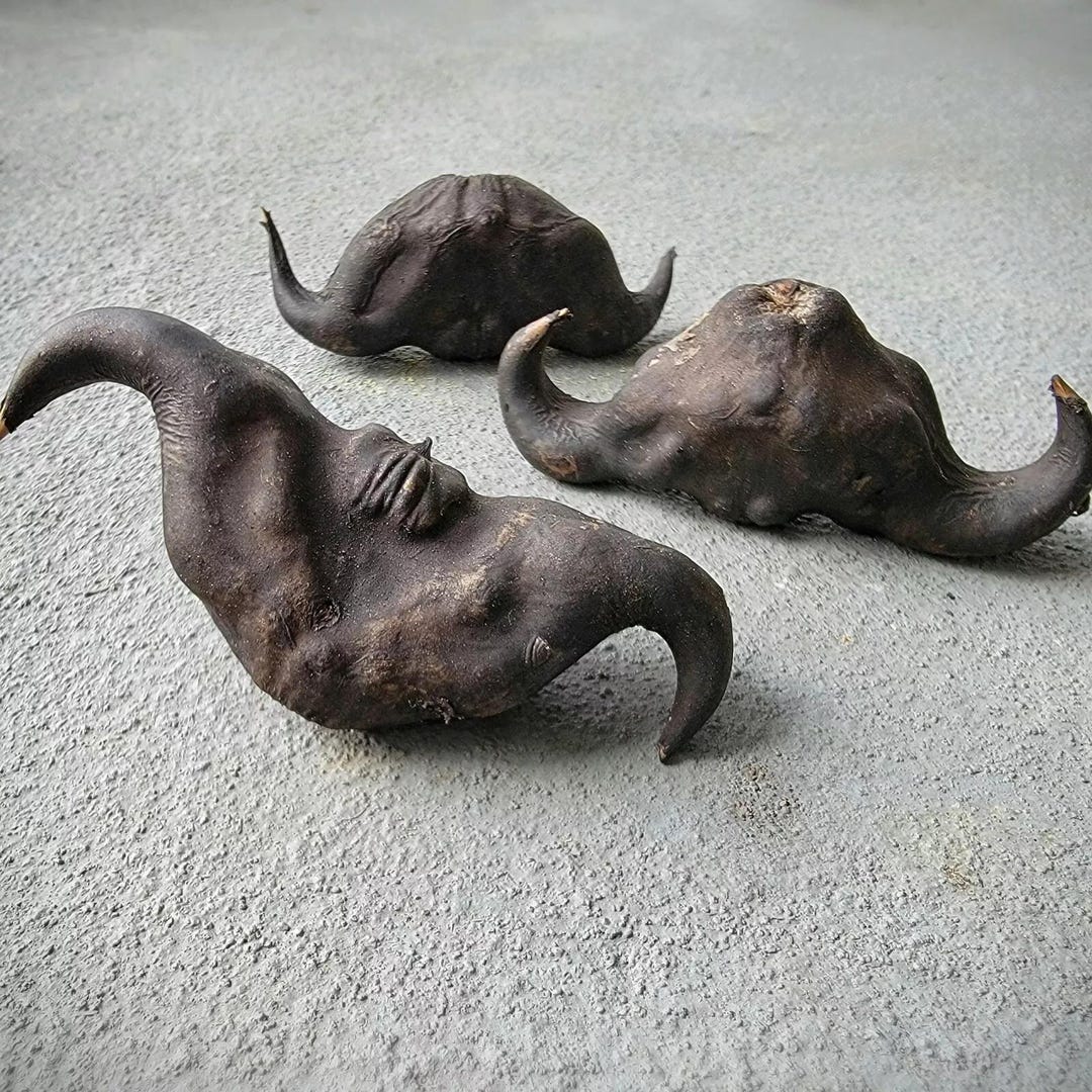 X3 Devil Seed Pods, Gook Luck Herb, Bat Nut, Oddities - Etsy