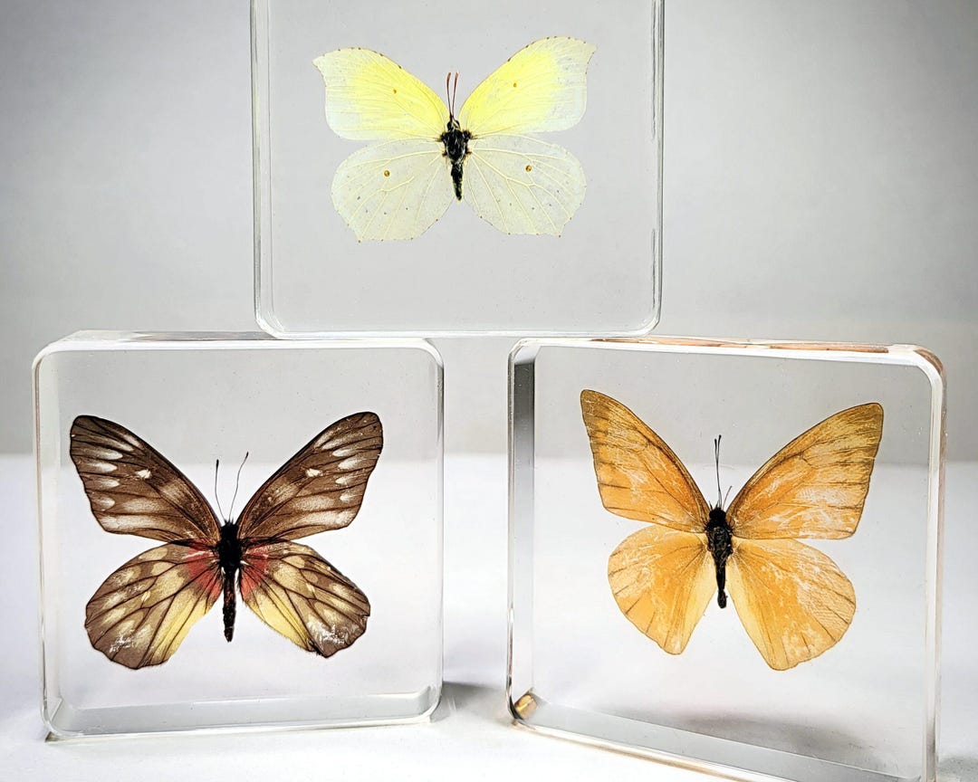3 Piece Butterfly Set, Butterflies in Resin, Brimstone, Albatross ...