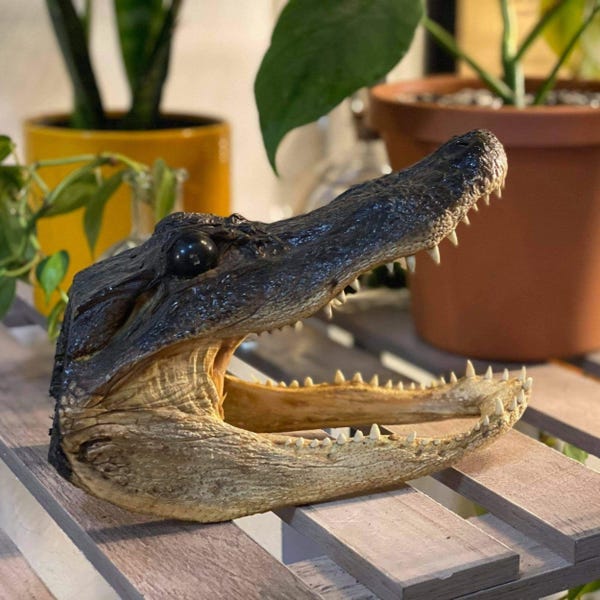 Alligator Heads - Etsy
