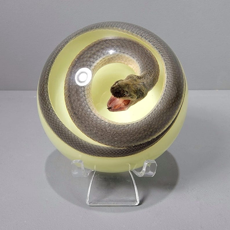 Real Snake in Resin, Glow in the Dark Dome, Oddities, Curiosities - Etsy