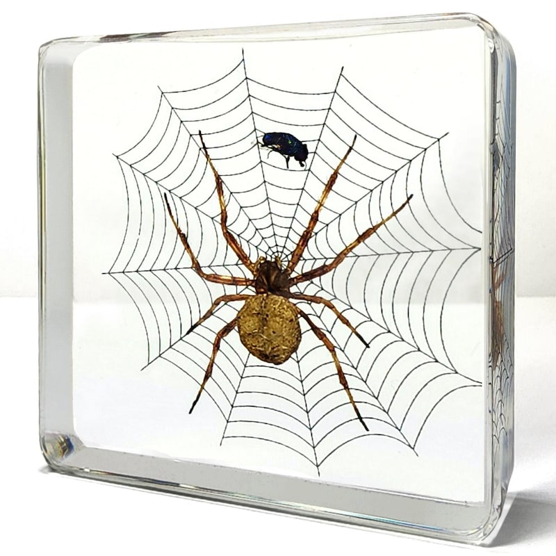 Framed Spider Web - Etsy