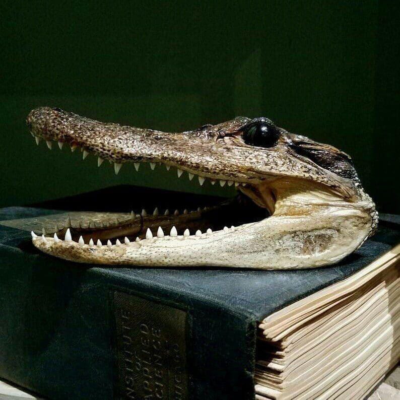 Small Taxidermy Alligator Head, Real Gator Head, Oddities, Curiosities ...