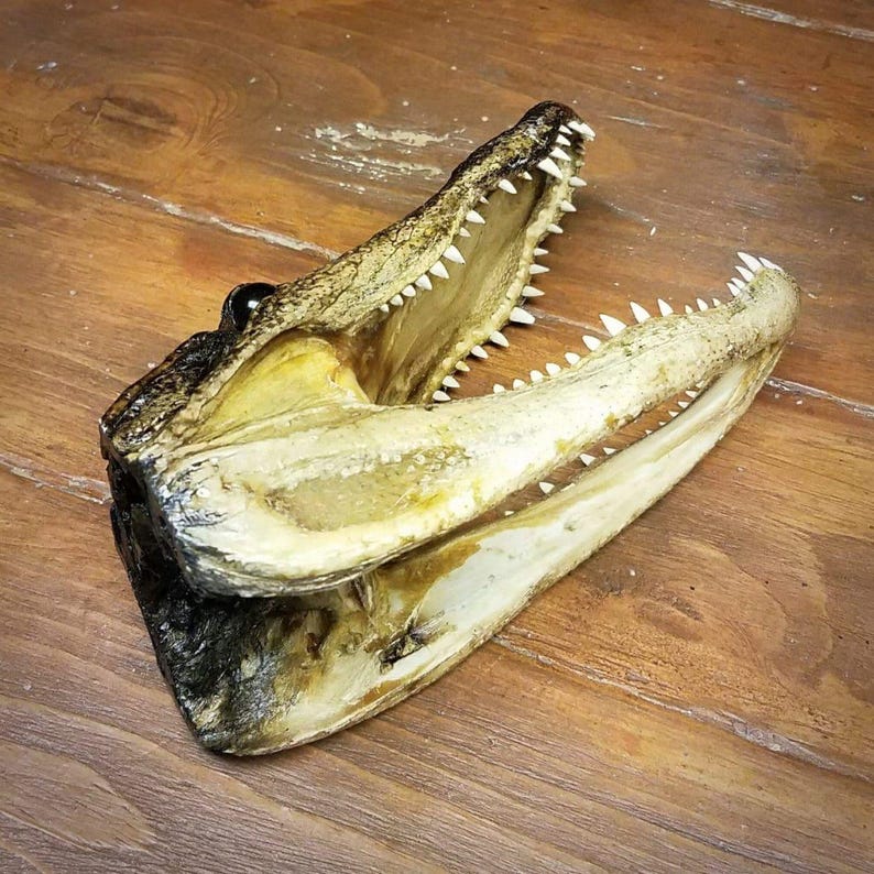 Small Taxidermy Alligator Head, Real Gator Head, Oddities, Curiosities ...