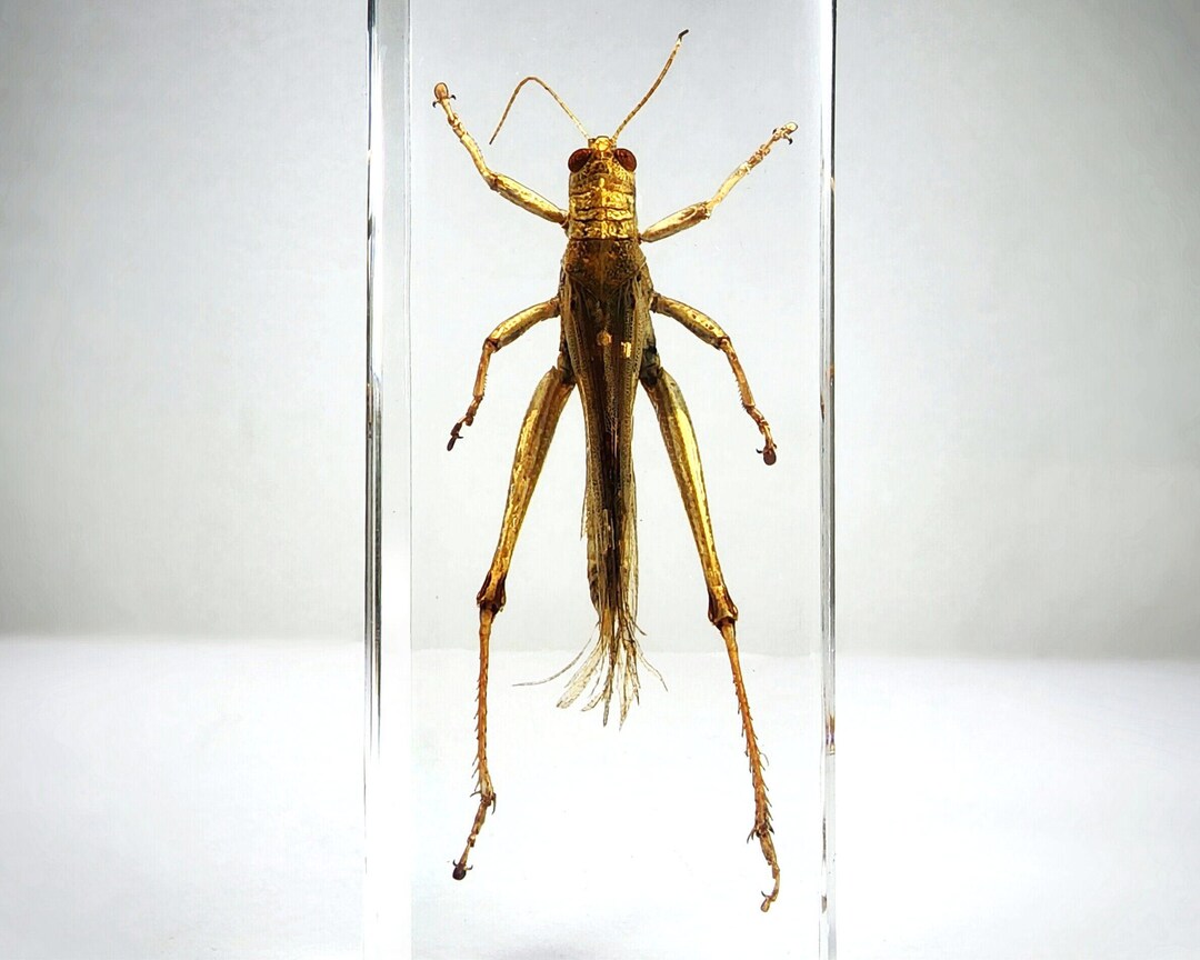 Locust in Resin, Grasshopper, Oddities, Insects in Resin - Etsy