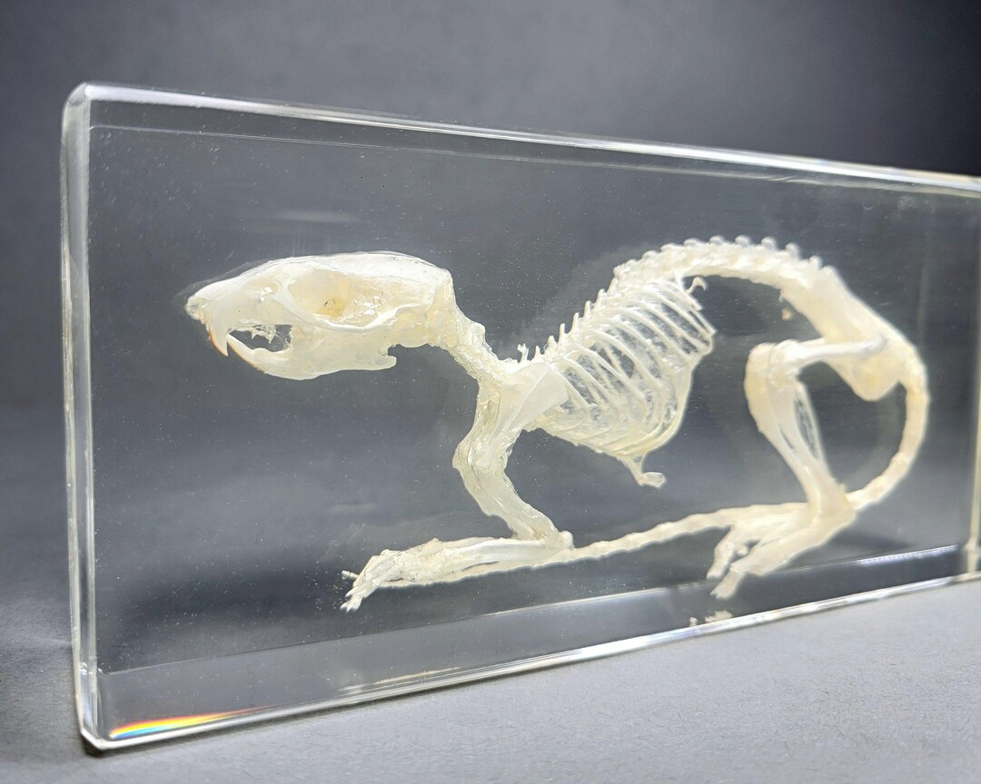 Rat Skeleton in Resin, Oddities Decor, Curiosities - Etsy