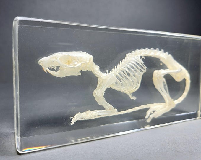 Brown Rat Skull (rattus Norvegicus) Genuine Skull. Rodent. Rat. Bones ...