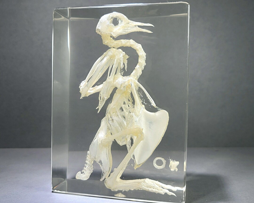 Large Bird Skeleton in Resin, Pigeon, Real Animal Skeleton in Resin ...