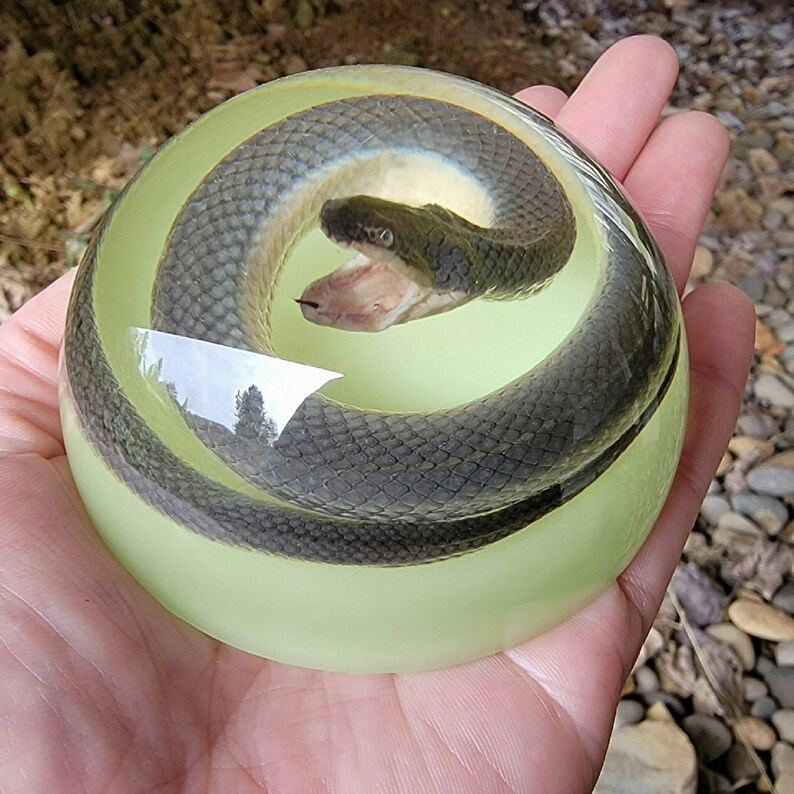 Real Snake in Resin, Glow in the Dark Dome, Oddities, Curiosities - Etsy