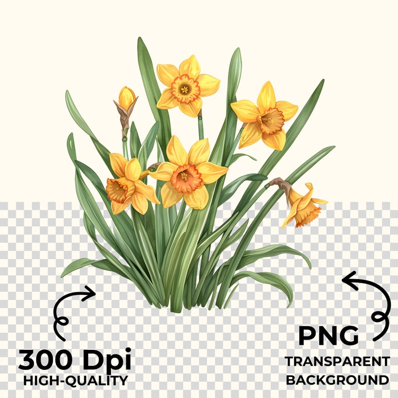 24 PNG Files : Watercolor Daffodil Clipart PNG Bundle, Flowers Clipart ...
