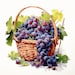 Watercolor Grapes in a Basket, Fruit, Digital Download, Card Making ...