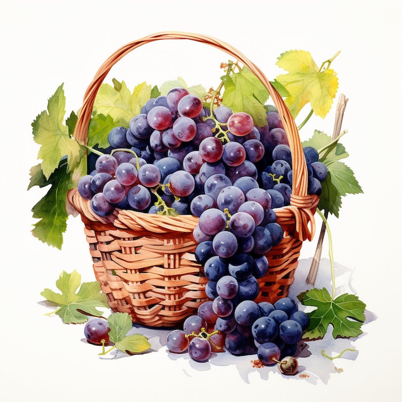 Watercolor Grapes in a Basket, Fruit, Digital Download, Card Making ...