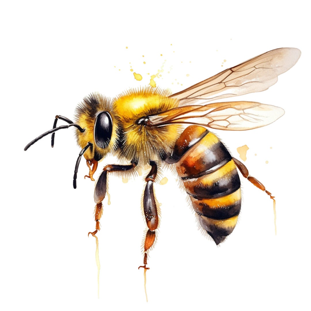 Watercolor Honey Bee Clipart : 8 High Quality Png Transparent File,bee ...