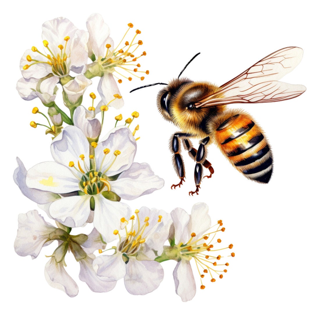 Watercolor Honey Bee Clipart : 8 High Quality Png Transparent File,bee ...