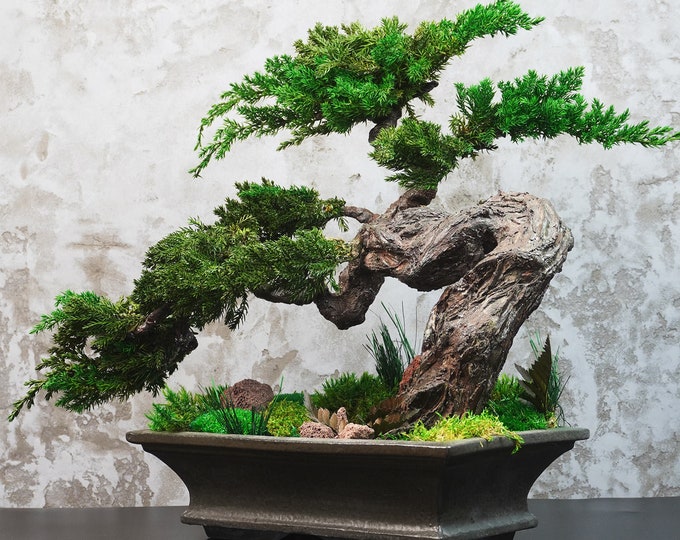 Artificial/preserved Bonsai Tree With Moss (juniper ) 16in - Etsy