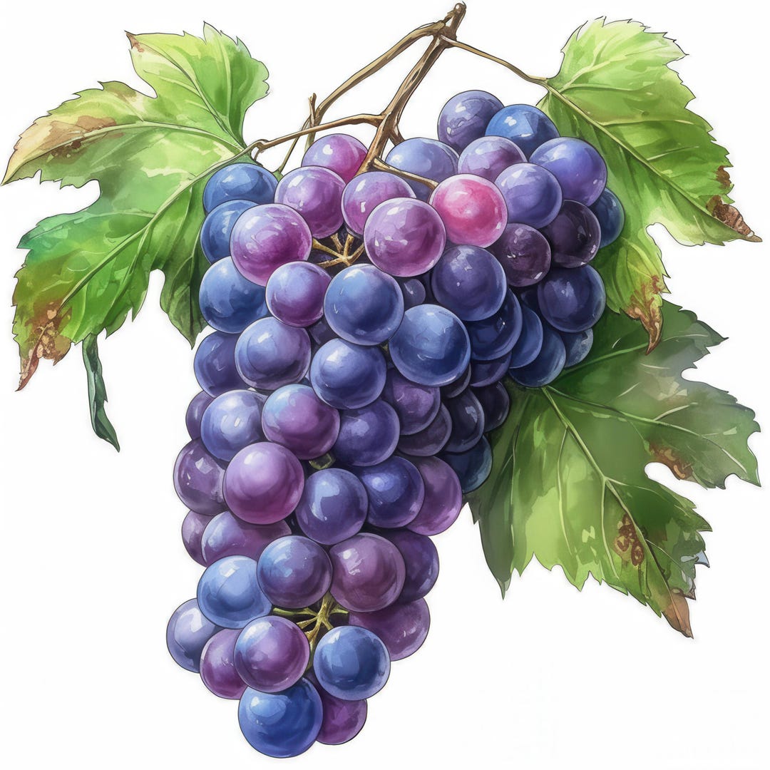 11 Black Red Grapes Clipart Bundle, Printable Watercolor Bunch of ...