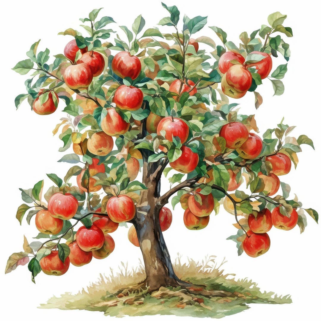 13 Vintage Apple Trees Printable Watercolor Clipart Illustrations High ...