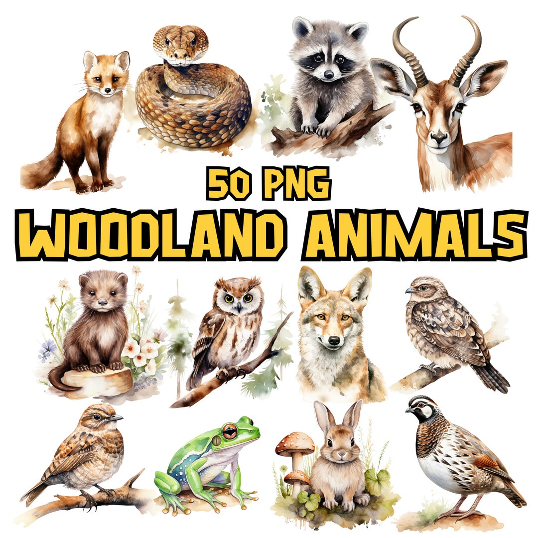 Watercolor Woodland Animals Clipart Bundle, Fox, Bird, Squirrel, Owl ...