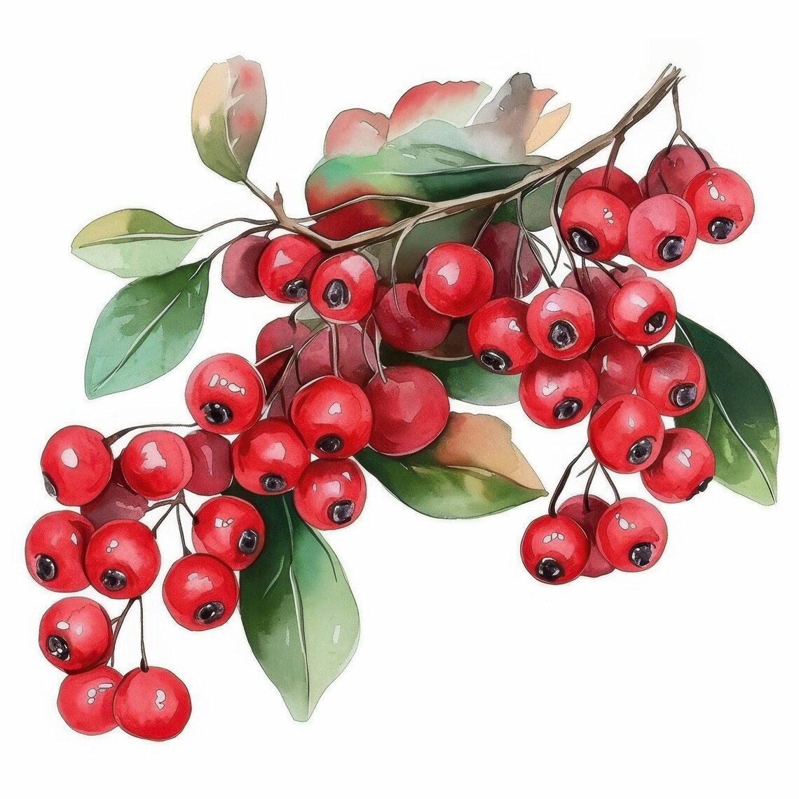 14 Cranberry Clipart Bundle, Cranberry Branch Illustrations, Printable ...