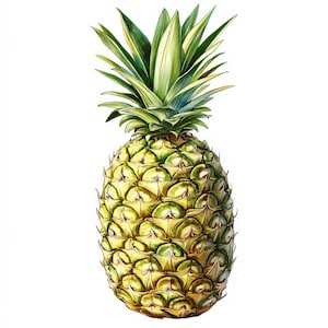 19 Realistic Pineapple Clipart Bundle, Printable Watercolor Fruit ...