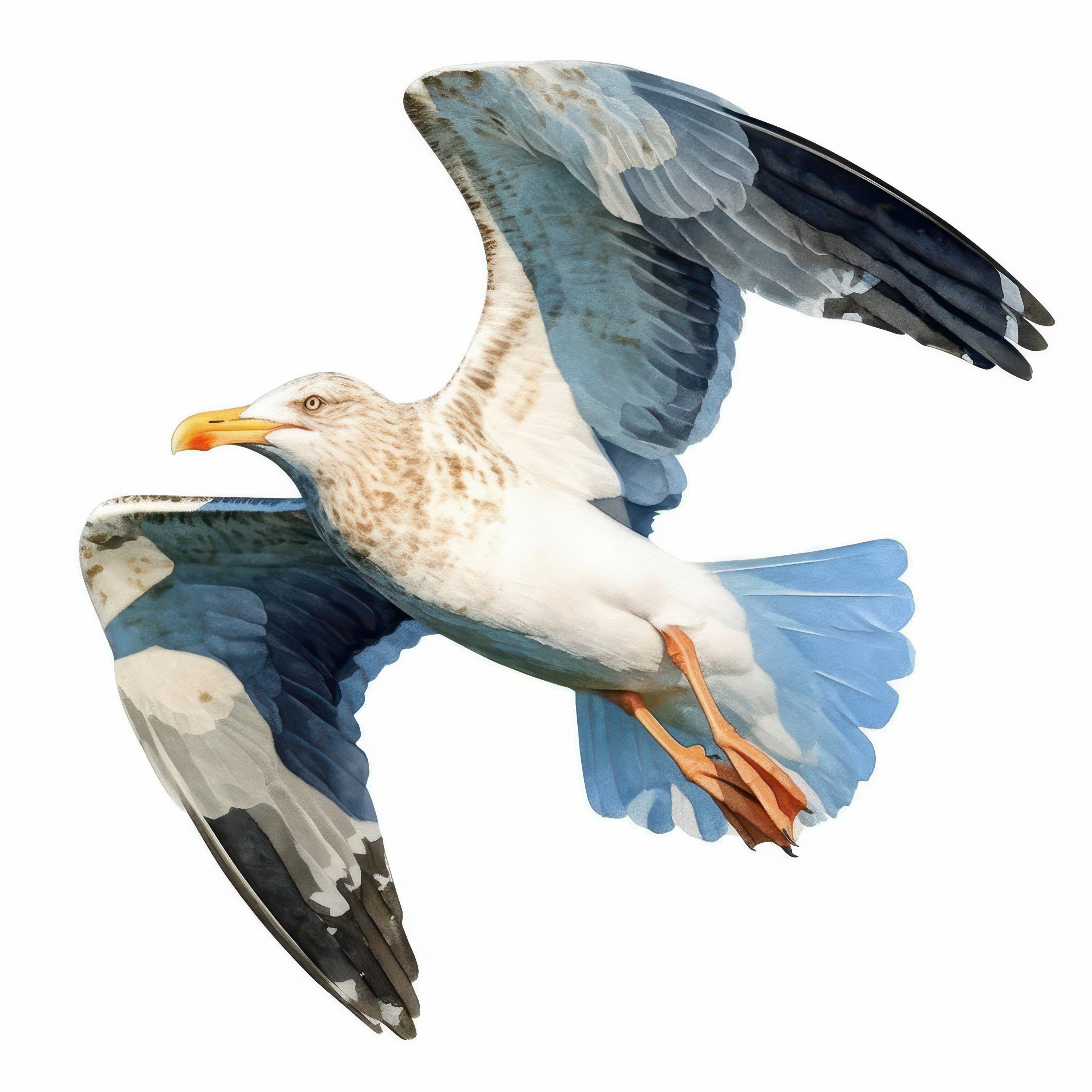16 Seagull Clipart Bundle, Printable Watercolor Marine Gull on Sky ...