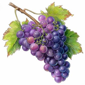 14 Bunch of Grapes Clipart Bundle, Printable Watercolor Grape Images ...