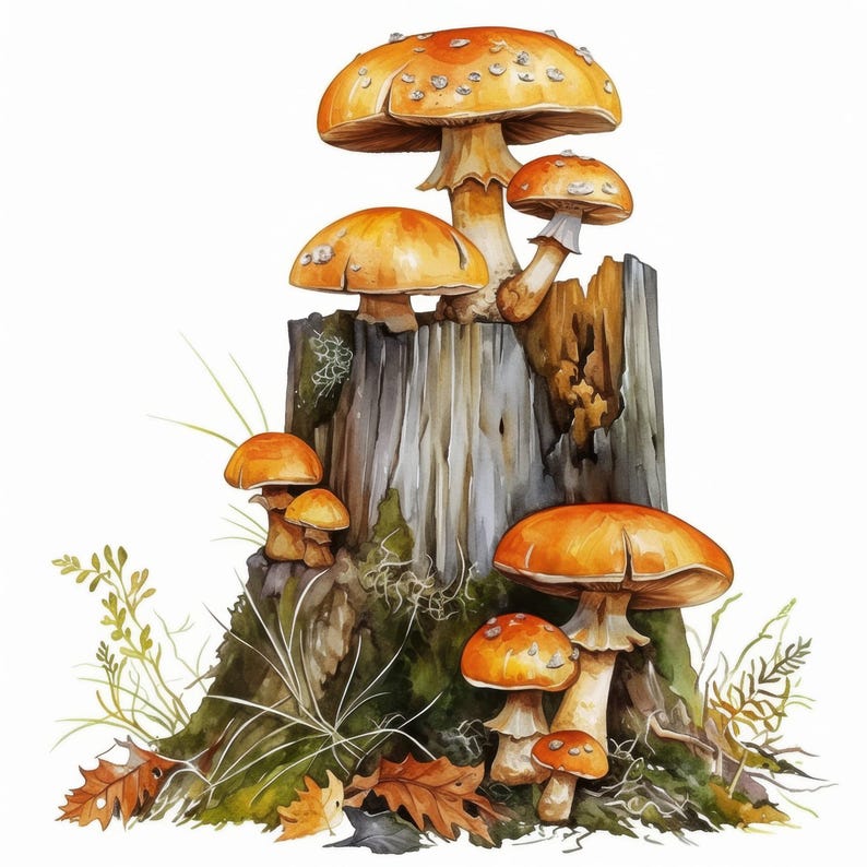 14 Moss Magic Clipart Bundle, Enchanting Nature Illustrations ...