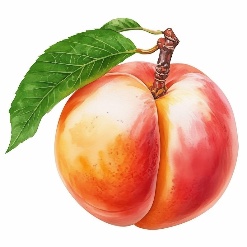 16 Peaches Clipart Bundle, Peach Fruit Clipart Images, Printable ...