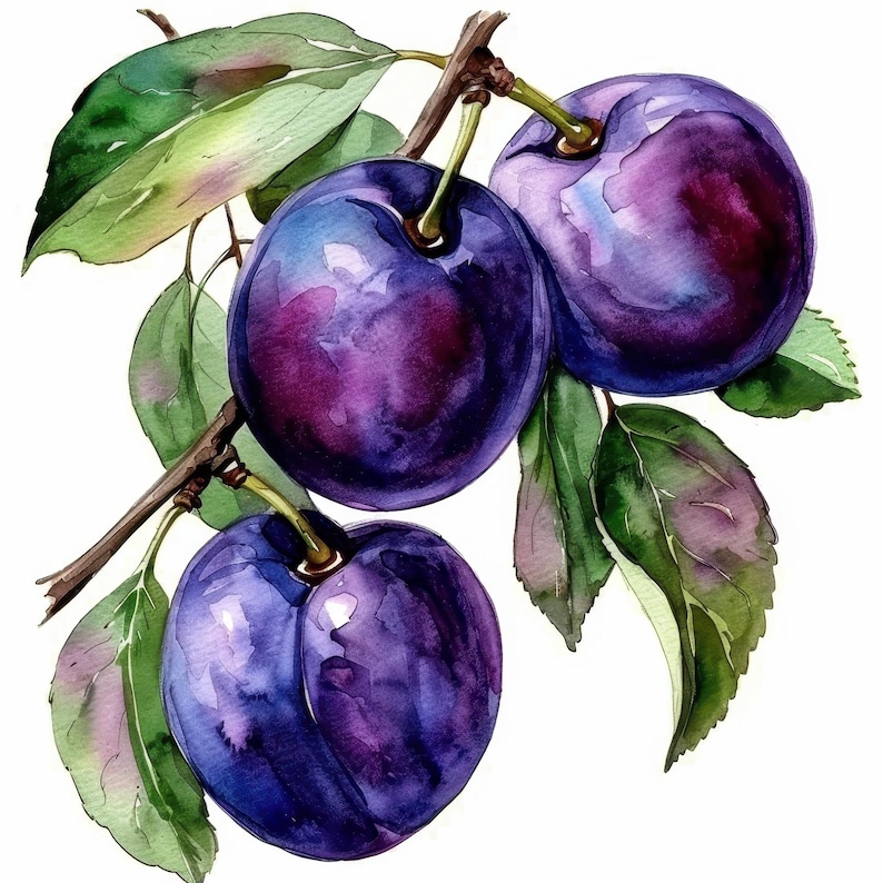 11 Plum Branch Clipart Bundle, Plum Fruit Images Illustrations ...
