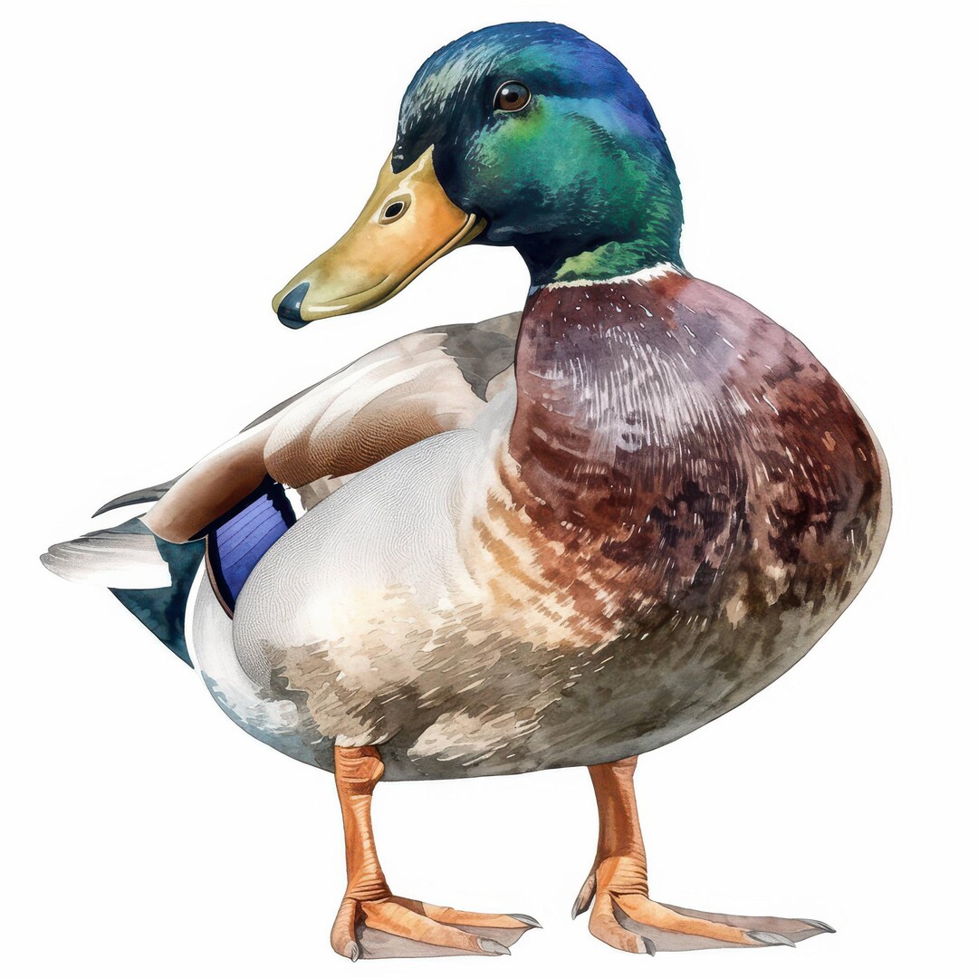 15 Mallard Duck Clipart Bundle, Printable Watercolor Wild Duck Images ...