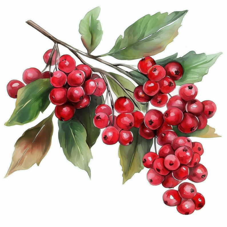 14 Cranberry Clipart Bundle, Cranberry Branch Illustrations, Printable ...
