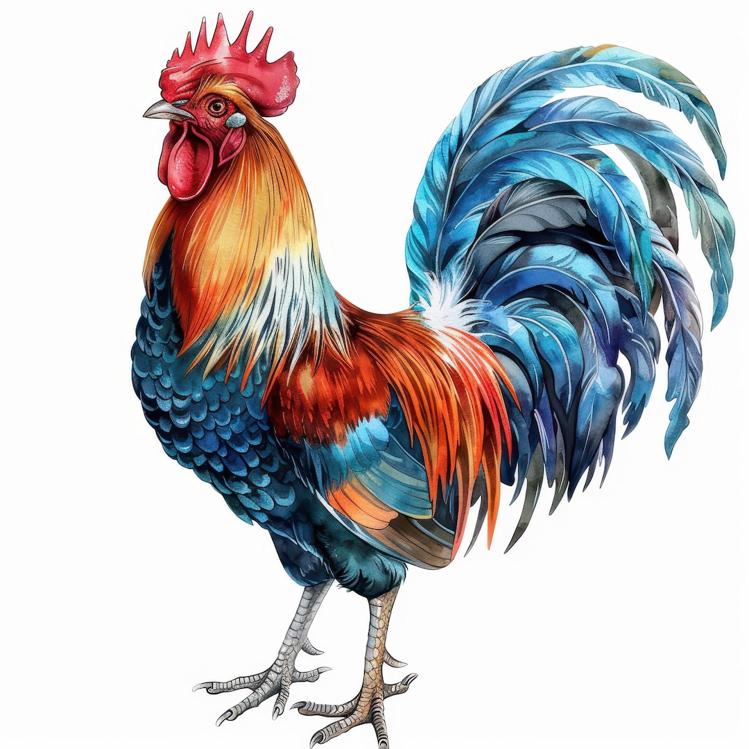 17 Colorful Rooster Clipart Bundle Set, Farm Animal Illustration ...