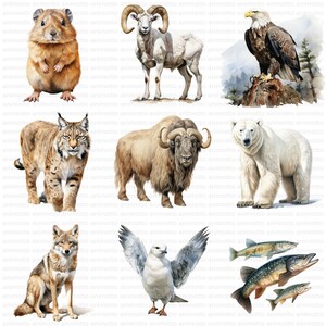 Watercolor Tundra Animals Clipart Bundle, Seal, Swan, Siberian Tiger ...