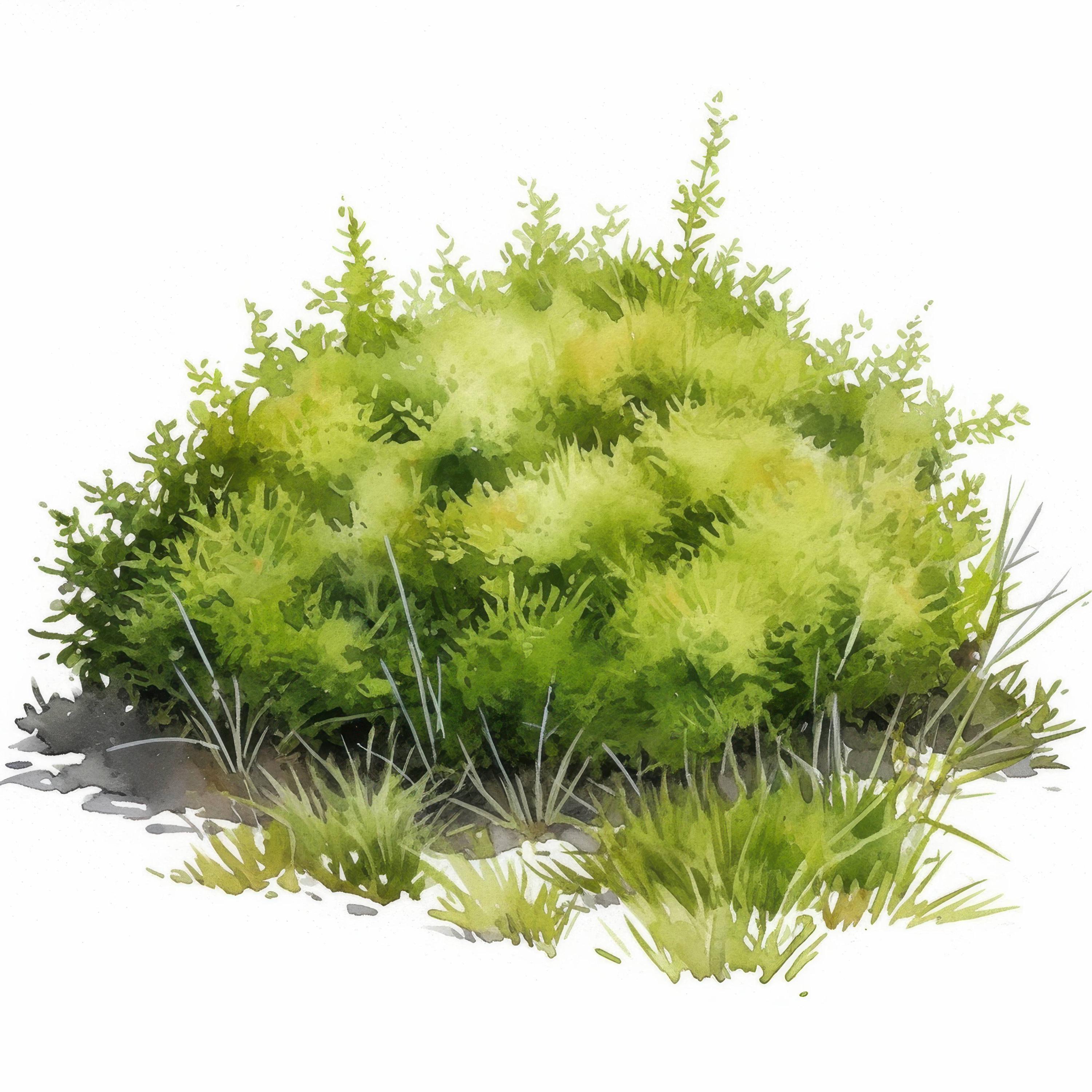 14 Moss Magic Clipart Bundle, Enchanting Nature Illustrations ...