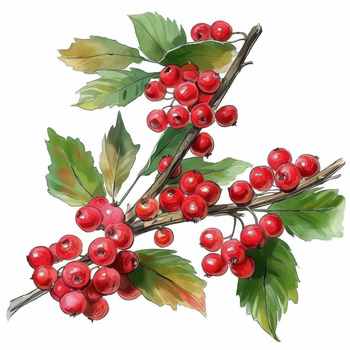 14 Cranberry Clipart Bundle, Cranberry Branch Illustrations, Printable ...