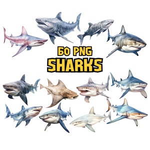 Watercolor Sharks Clipart | Great White Shark, Tiger Shark, Bull Shark ...