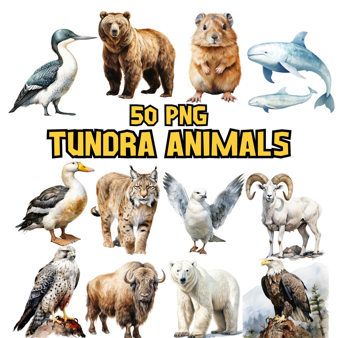 Watercolor Tundra Animals Clipart Bundle, Seal, Swan, Siberian Tiger ...