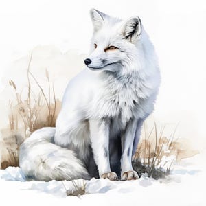 9 Arctic Fox Clipart Bundle, Winter Animal Illustrations, Printable ...