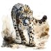 16 Snow Leopard Clipart Bundle, Printable Watercolor Animals Clipart ...