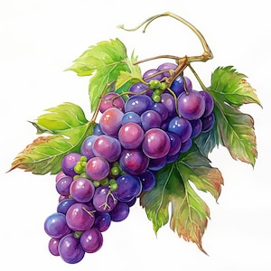 14 Bunch of Grapes Clipart Bundle, Printable Watercolor Grape Images ...
