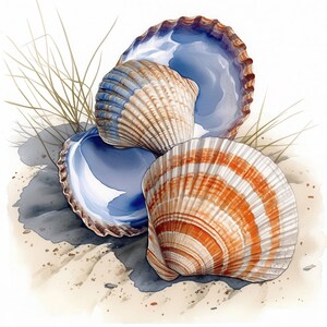 14 Summer Seashells Clipart Bundle, Seashell Prints Illustrations ...