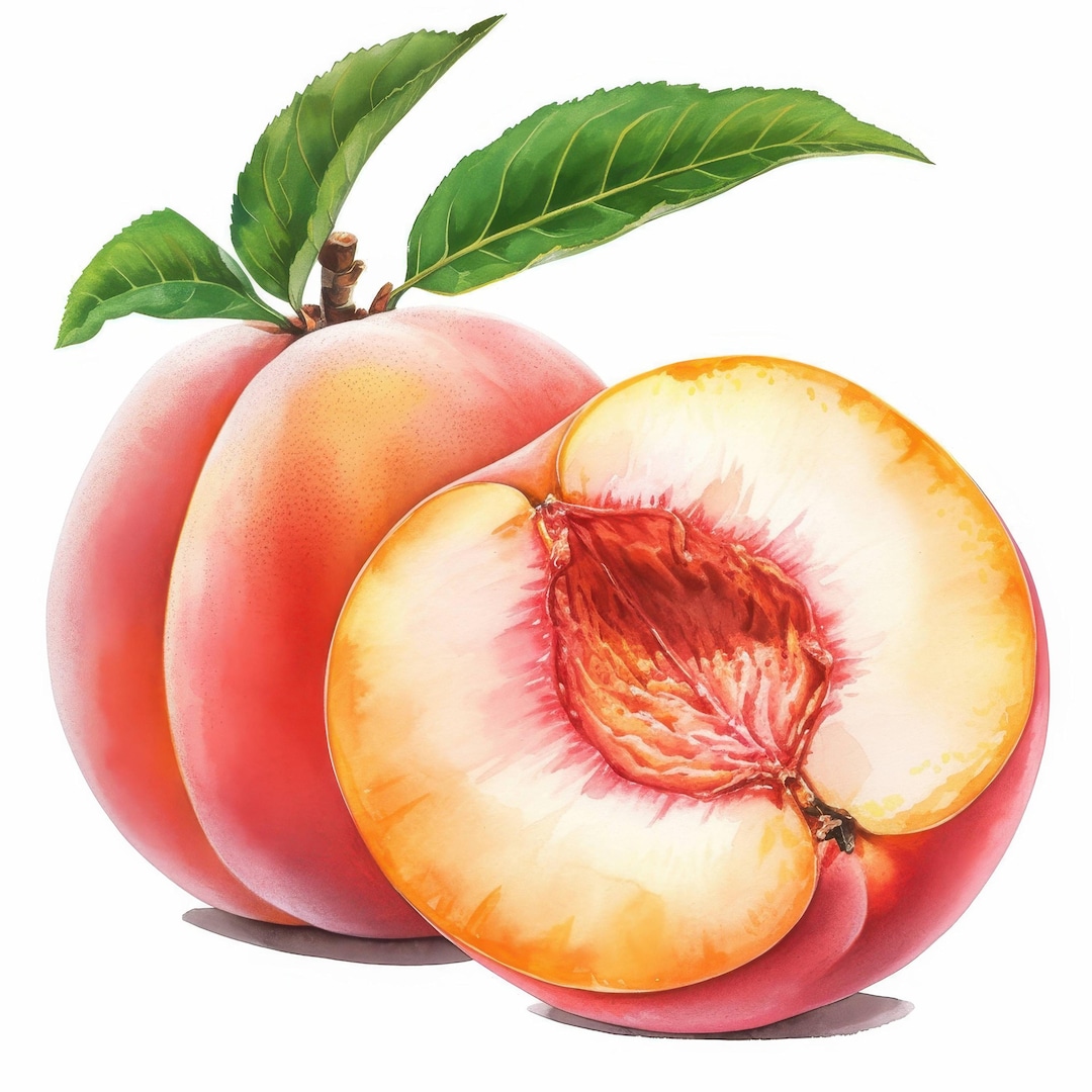 16 Peaches Clipart Bundle, Peach Fruit Clipart Images, Printable ...