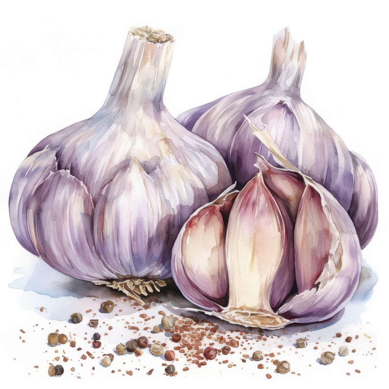 14 Garlic Clipart Set, Printable Watercolor Kitchen Garlic Clipart ...