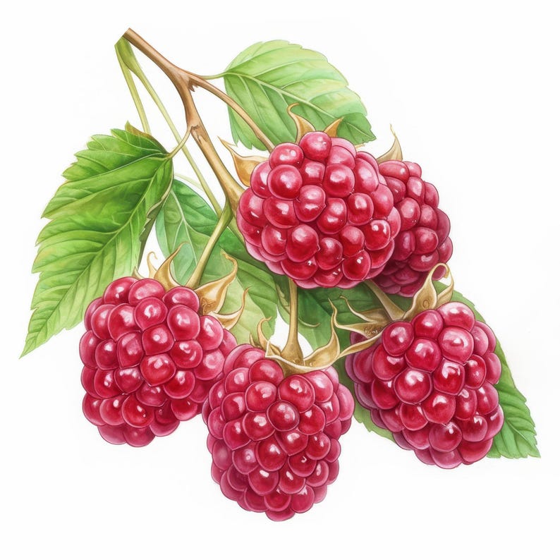 13 Raspberry Bush Clipart Bundle, Bright Raspberry Illustrations ...