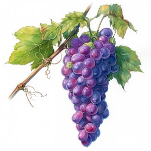 14 Bunch of Grapes Clipart Bundle, Printable Watercolor Grape Images ...