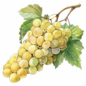 14 Bunch of Grapes Clipart Bundle, Printable Watercolor Grape Images ...