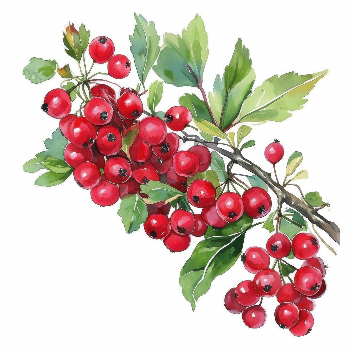 14 Cranberry Clipart Bundle, Cranberry Branch Illustrations, Printable ...